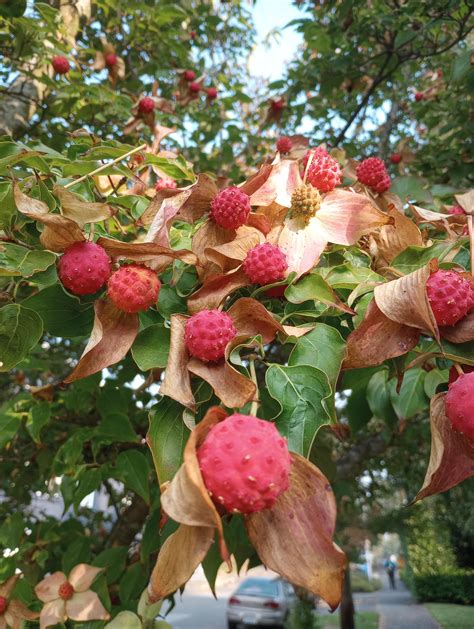 Plant Id Pnw Red Squishy Fruit With Points Rforaging