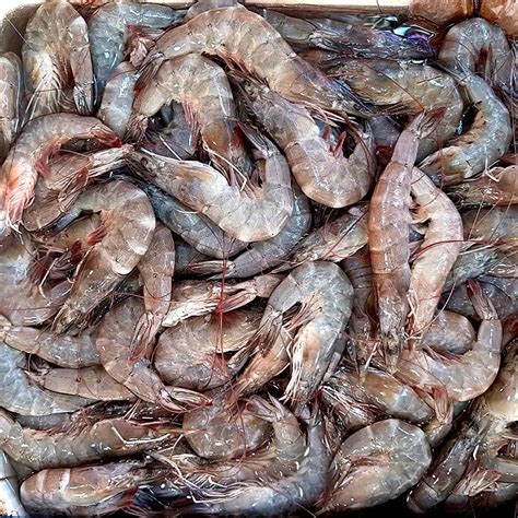 Grey Prawn 灰虾
