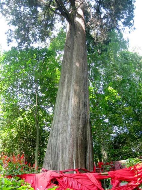 成都大邑的鶴鳴山 中國道教發源地 每日頭條