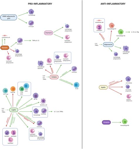 Effect Of Adipokines On Immune Cells Download Scientific Diagram