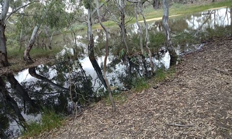 Vef Grassland Project Restoring Native Habitats With Parks Victoria