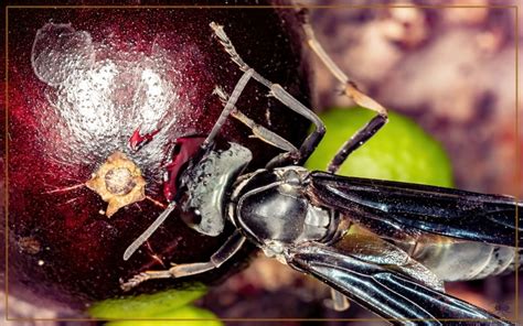 Warrior Wasp Species Profile And Facts Insectic