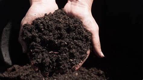 What Is High Quality Compost Green Web