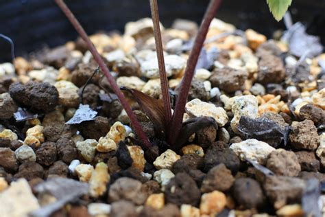 Yahoo オークション セール 111 【 イリュージョン交配 】素晴らし