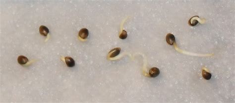 How To Germinate Autoflowers Week 1 420 Grow Radar