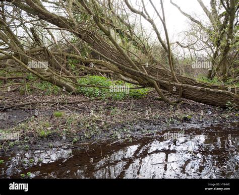 A Tree With Running Water Nearby Stock Photo Alamy
