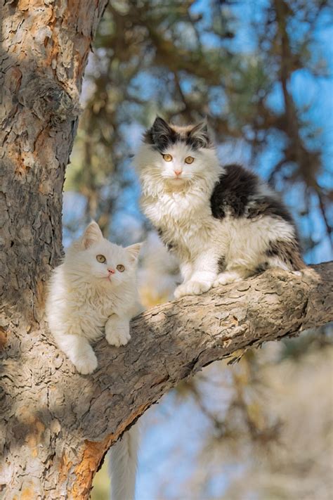 猫猫爬树 三花猫