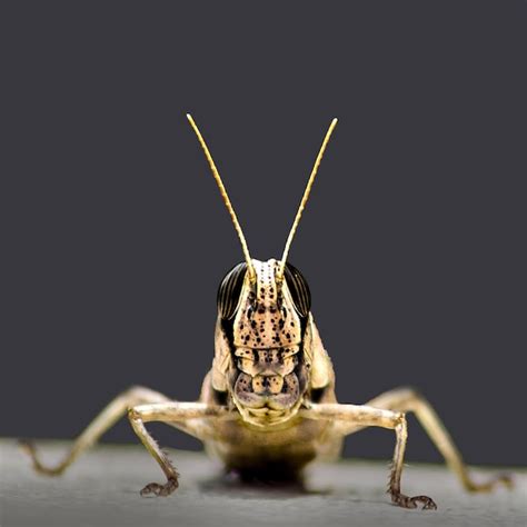 Premium Photo Close Up Of Grasshopper
