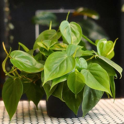Philodendron Cordatum A Heart Shaped Emerald Green Leafed Beauty