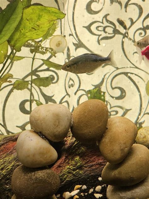 AQUEON STANDARD OPEN GLASS GLASS AQUARIUM TANK 29 GALLON PETCO