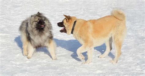 What Are The Behavior Issues With Akitas Akitapella