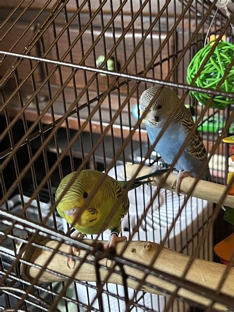 Genders Rbudgies