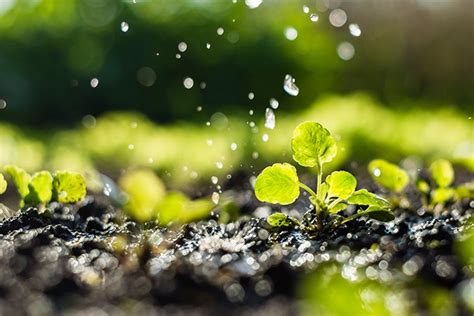 Npk Ratio Understanding Plant Fertilisers Bac Online