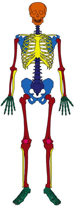 Bio Skelet Diagram Quizlet