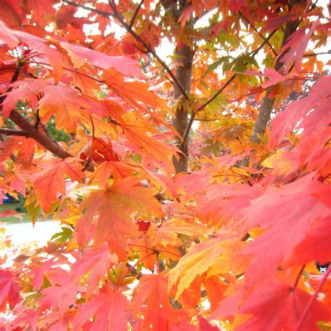 Acer Rubrum Pni 0268 ~ October Glory® Red Maple Jtsop Farms