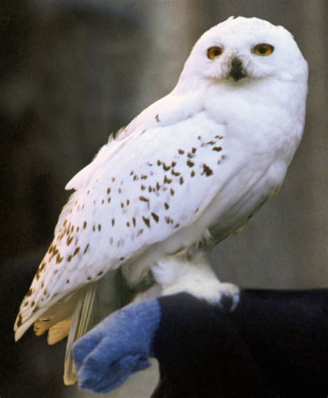 Harry Potter Owl Artofit