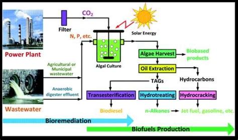 Bioremediation Using Algae