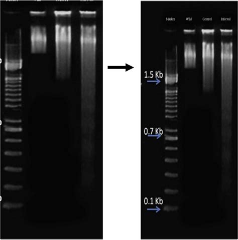 Dna Fragmentation Assay Of Wild Control And Infected With A Download Scientific Diagram
