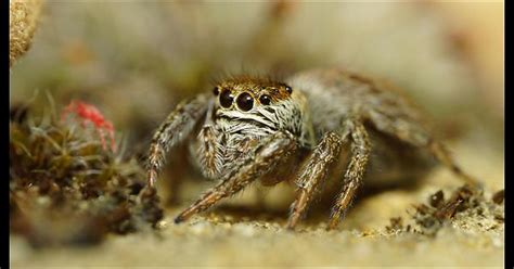 Beautiful Harlequin Looking At Mite Album On Imgur