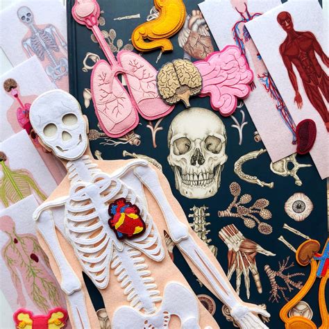 Anatomy Board Full Set Skeleton And Organsextra Large Human Anatomy