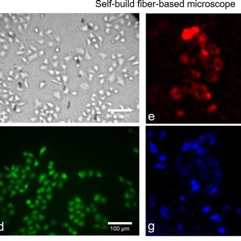 Brightfield And Fluorescence Microscopic Images Using A Commercial