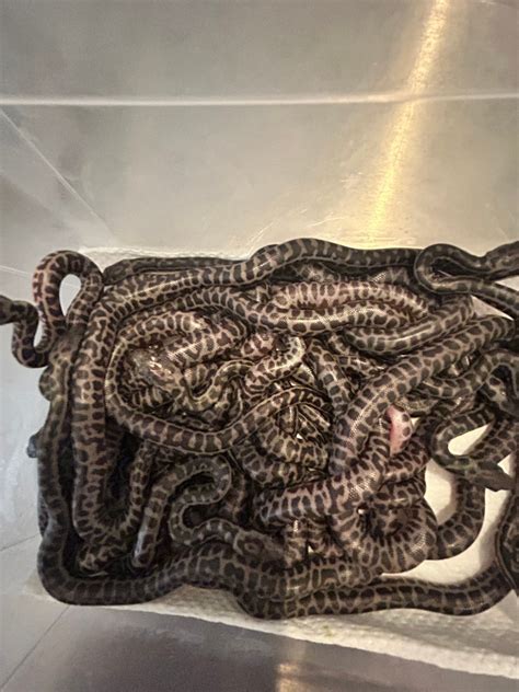 Quality Pythons