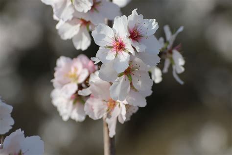 아몬드 꽃 Pixabay의 무료 사진 Pixabay