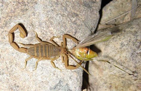 Scorpion Eating A Grasshopper In Sonoran Desert