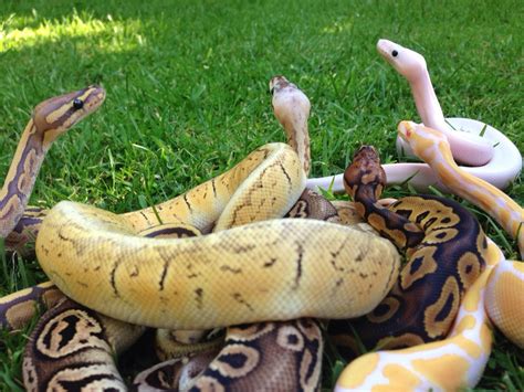 Королевский питон Regius DERENU RU