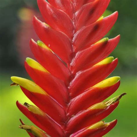 More Sales Vendors San Diego Bromeliad Society