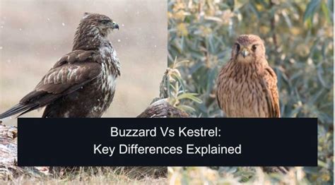 Buzzard Vs Kestrel Key Differences Explained Binocular Base