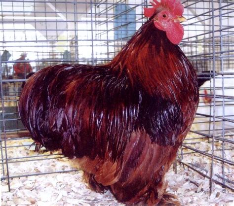 Red Cochins