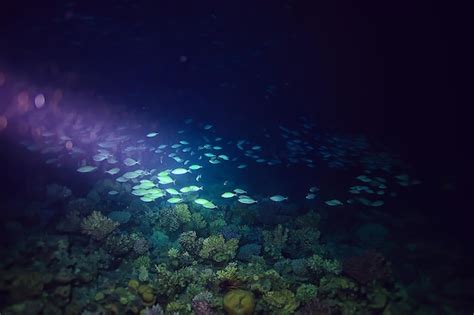 Premium Photo Ocean Underwater Rays Of Light Background Under Blue