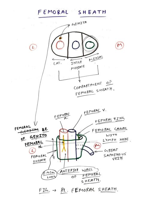 Femoral Canal
