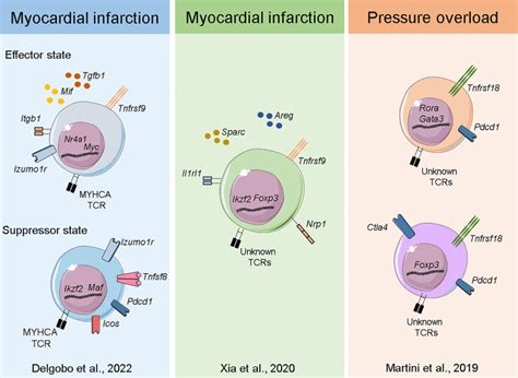 Myocardial Treg Crosstalk How To Tame A Wolf Abstract Europe Pmc