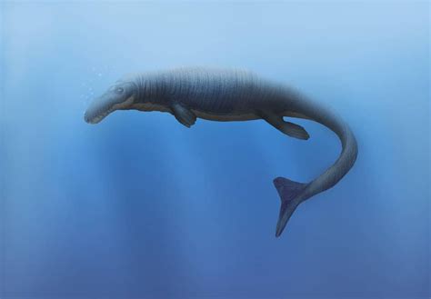 Dakosaurus Facts And Pictures