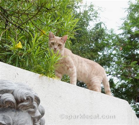 A Visit From The Peach Kitty Summers Fabulous Cat Life