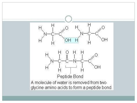 Enzymes Structure And Function Strucpptx