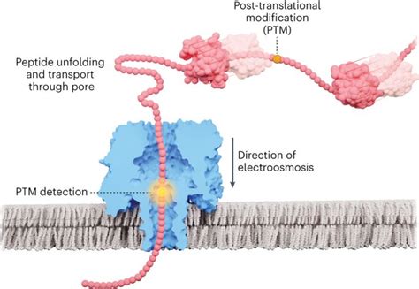 Gregorio Romero Candel On Linkedin Unfolding The Path To Nanopore