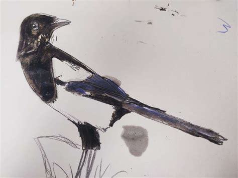 Brew Birds Thinking Through Drawing