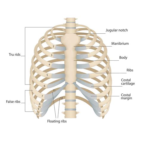 Premium Vector Bones Of The Human Chest Bones Of The Chest With The Name And Description Of
