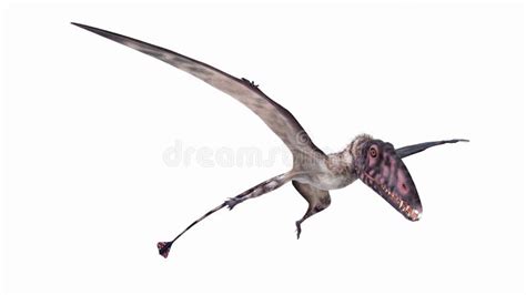 Dimorphodon Prehistoric Flying Reptile Stock Illustration
