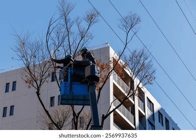 7 Hundred Man On Ladder Trimming Trees Royalty Free Images Stock Photos Pictures Shutterstock