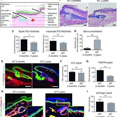 Age Dependent Decrease In Proliferation In The Scale Epidermis A