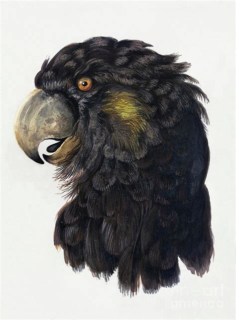 Head Of A Cockatoo Mixed Media By Word Fandom Fine Art America