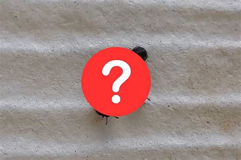 Southern Green Stink Bug Nymphs Spotted Near Houston Texas