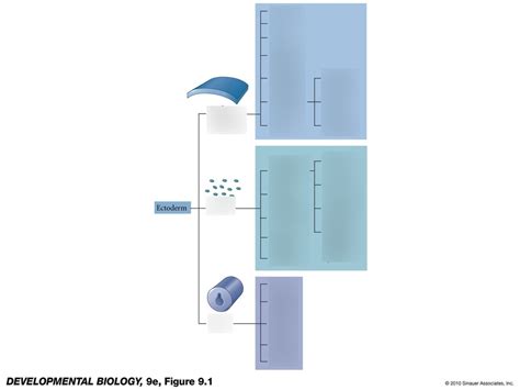Ectoderm Derivatives Diagram Quizlet