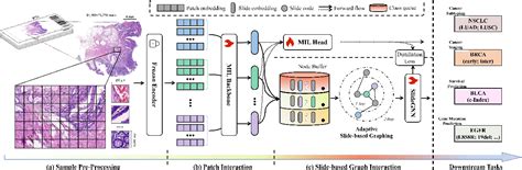 Figure 2 From Slide Based Graph Collaborative Training For Histopathology Whole Slide Image