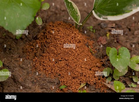 Clay Soil Hi Res Stock Photography And Images Alamy