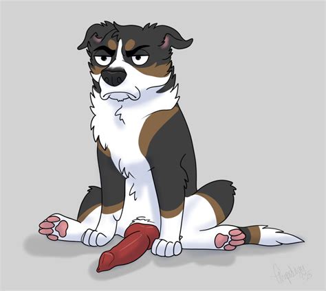 Rule 34 2025 Animal Genitalia Animal Penis Black Nose Border Collie